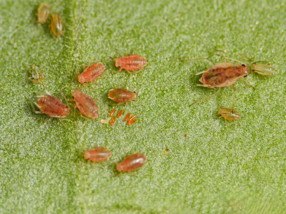 Aphidoletes - Applied Bio-nomics | Biological Pest Control