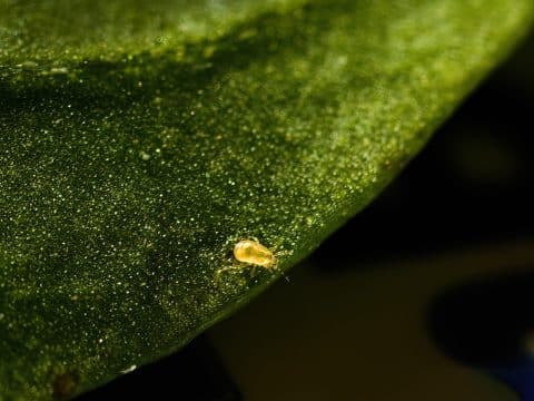 Cucumeris - Applied Bio-nomics | Biological Pest Control