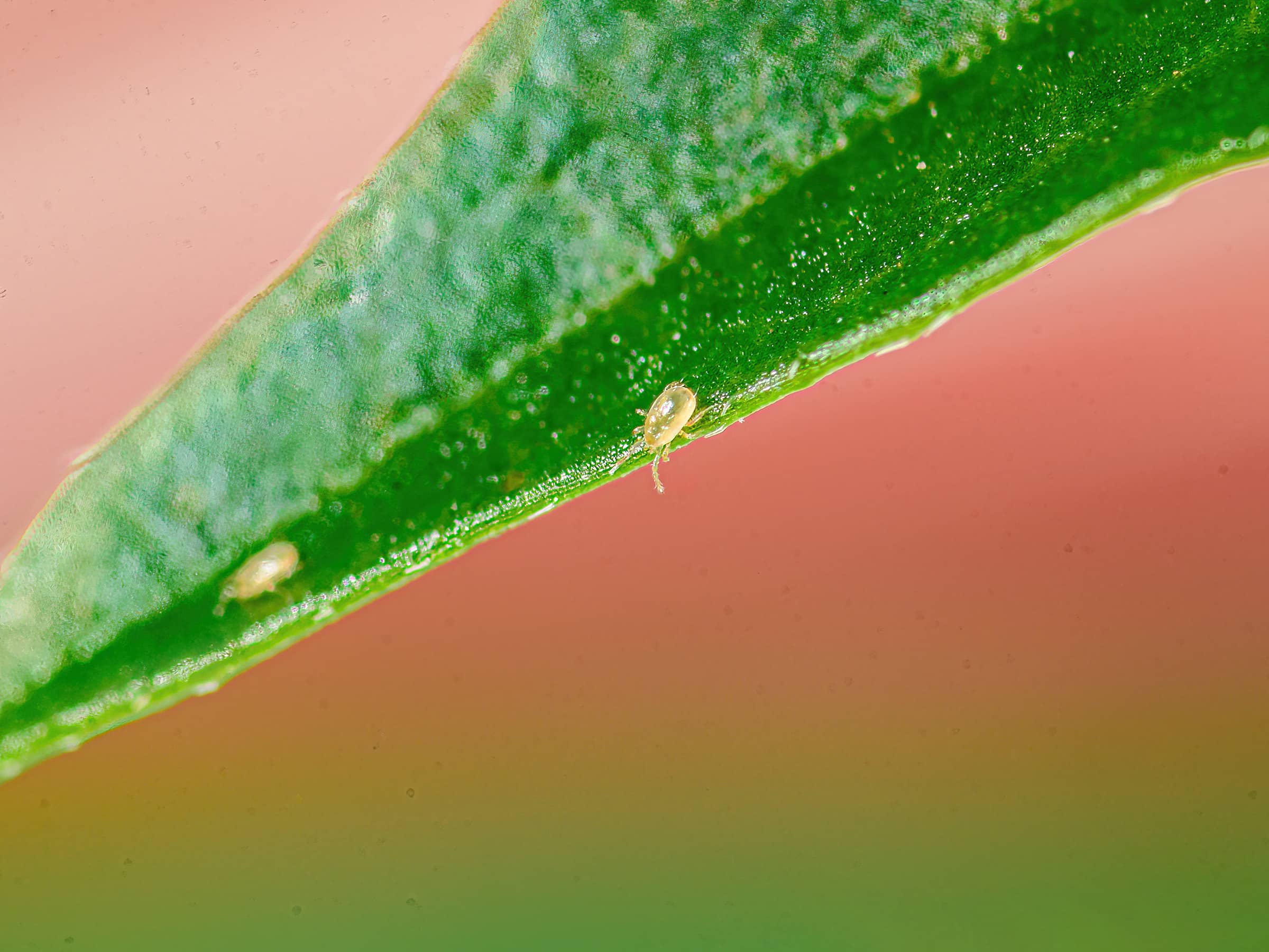 Applied Bio-nomics | Biological Pest Control