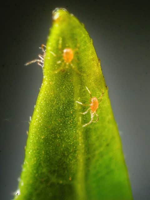 Persimilis - Applied Bio-nomics | Biological Pest Control