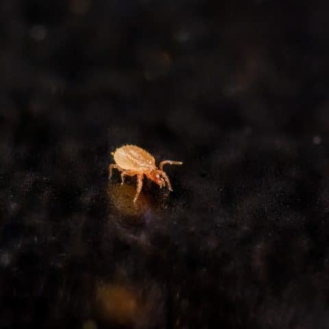 Stratiolaelaps (Ss) - Applied Bio-nomics | Biological Pest Control