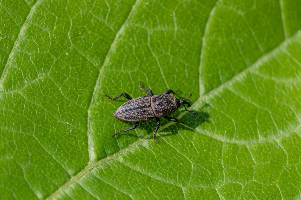 Weevils - Applied Bio-nomics | Biological Pest Control